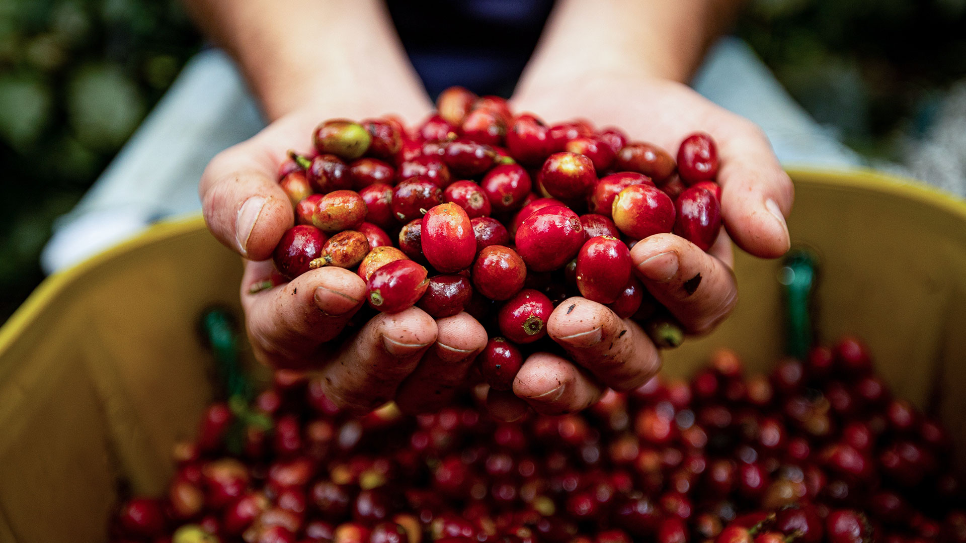 About Us – Tanna Coffee